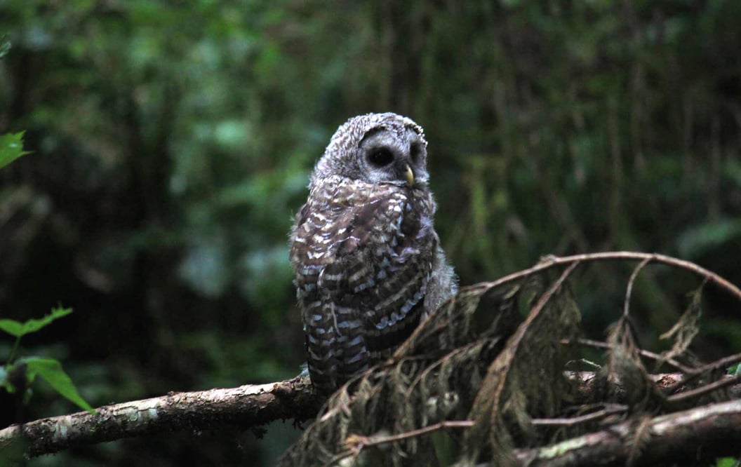 The Intellectual We Deserve