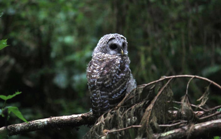 What Would it Mean to be 'Woke'?