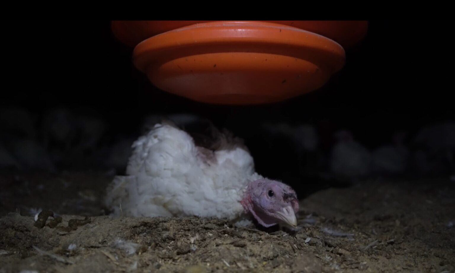 My Turkey Pardon